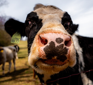 Explore Available Puppies and Farm Tours at JMB Ranch | 108 Holland Rd ...