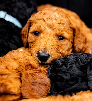 Available Puppies | JMB Ranch