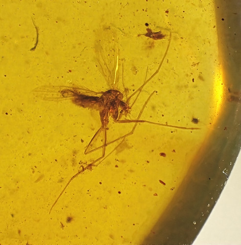 Fungus Gnat in Burmese Amber | Insectica Fine Amber