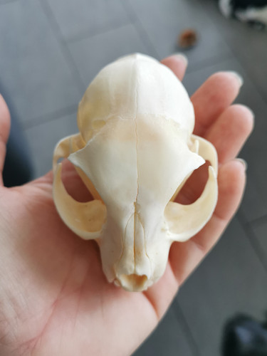Domestic cat skull | My Site 1