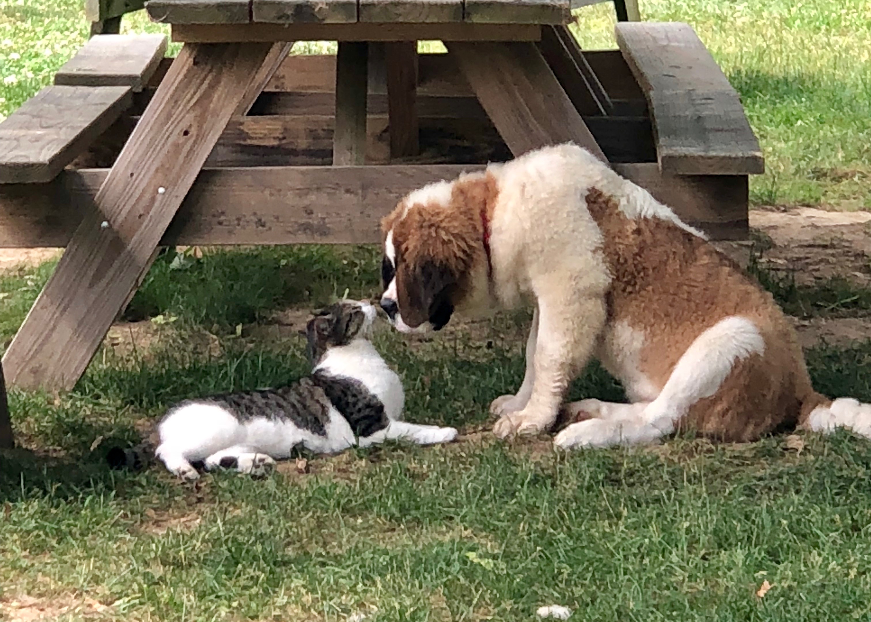 Farm Gallery | sunshinefarm