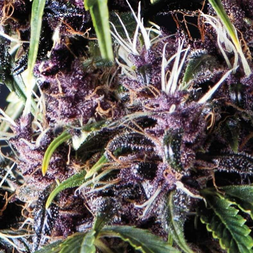 Auto Purple x7 Pyramid Seeds | Farmers Seeds