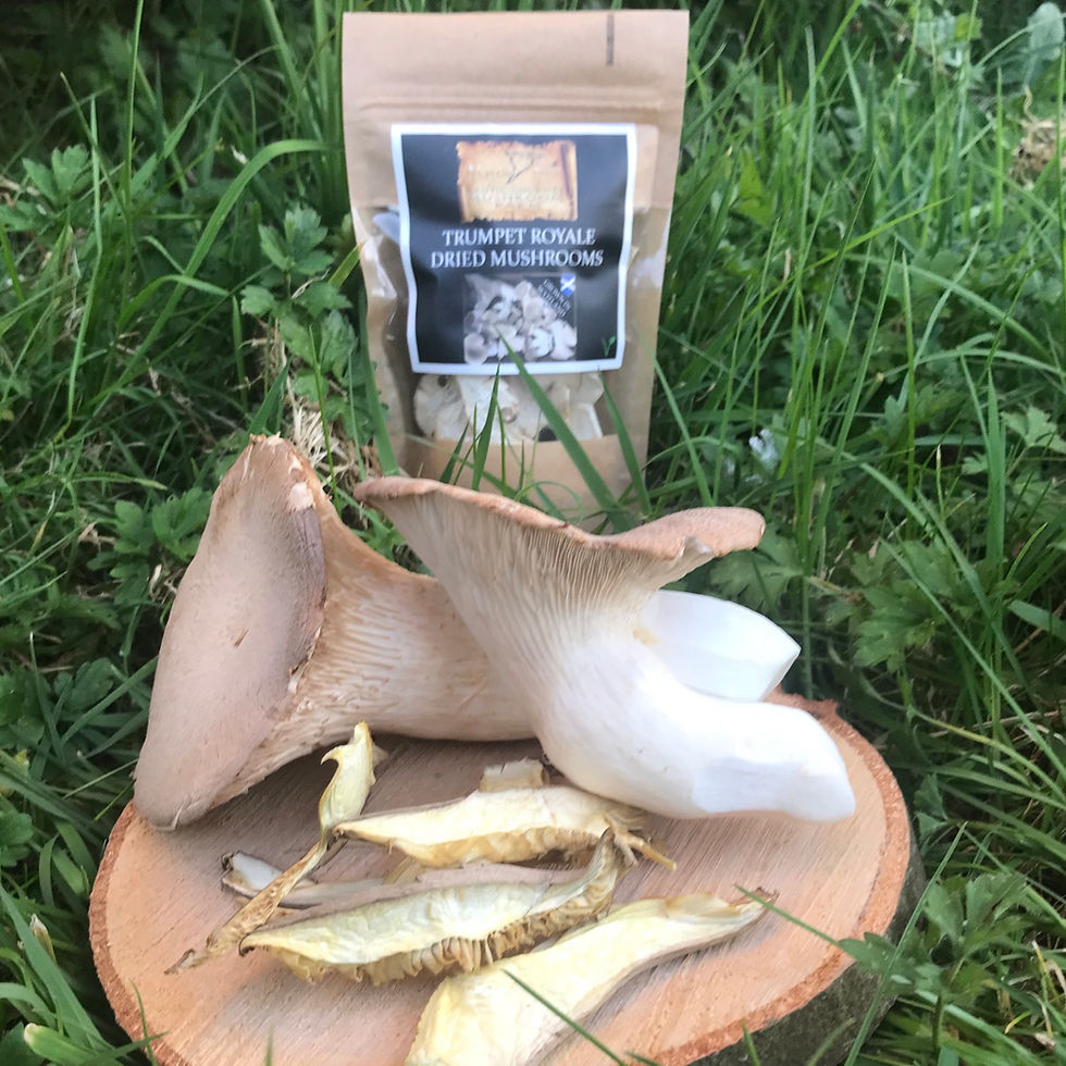 King Oyster Mushroom- Trumpet Royale