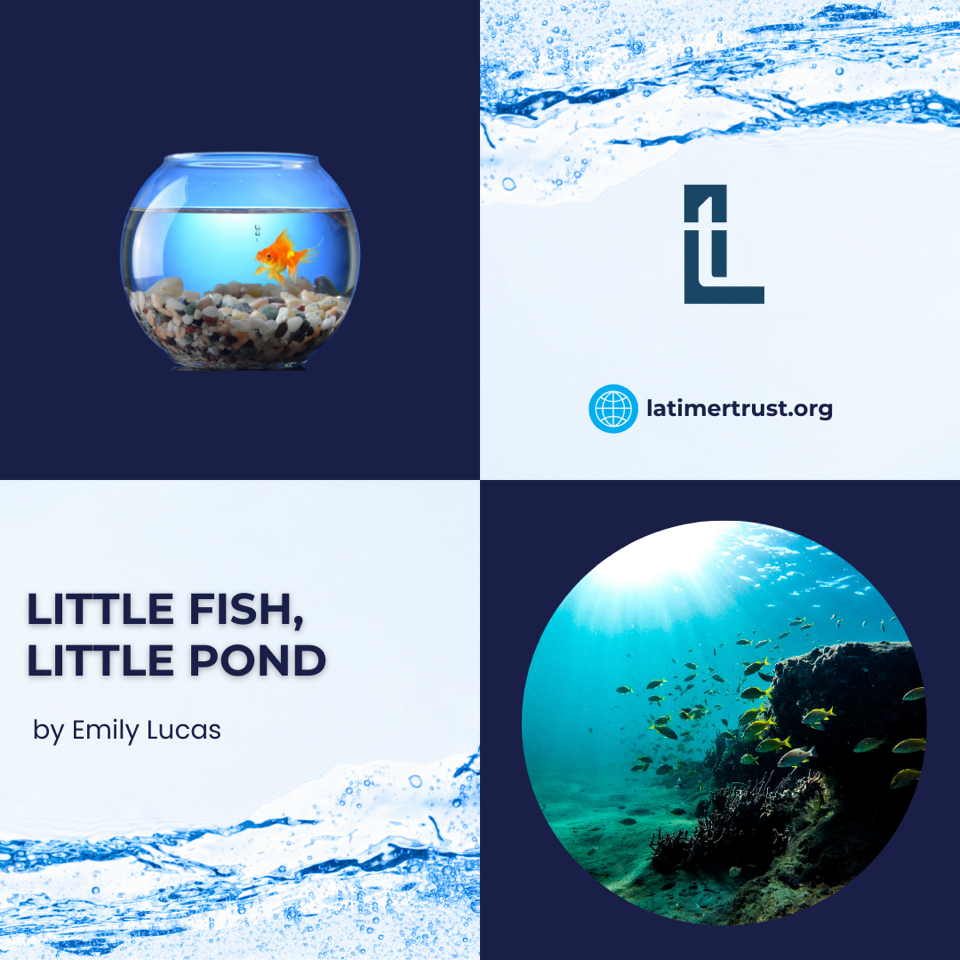 Little fish, little pond