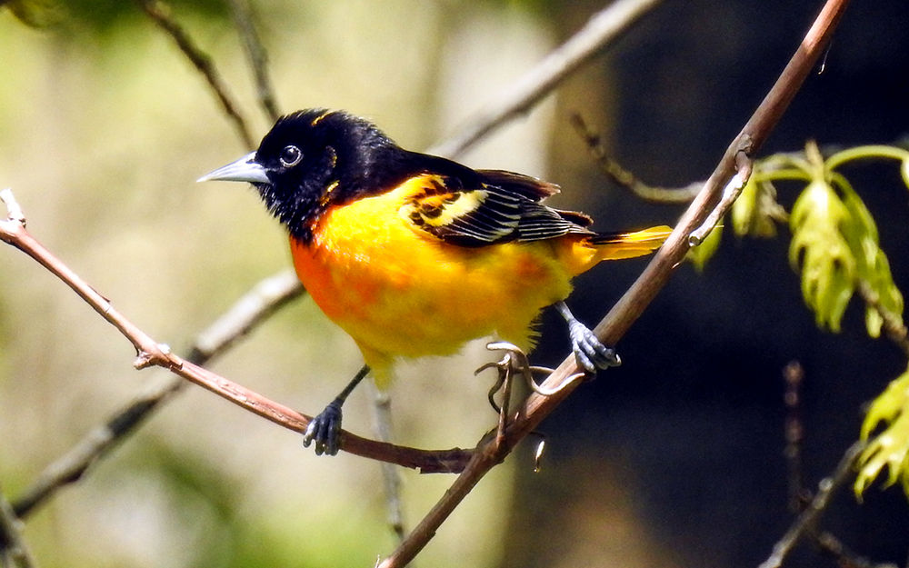 Attracting Orioles