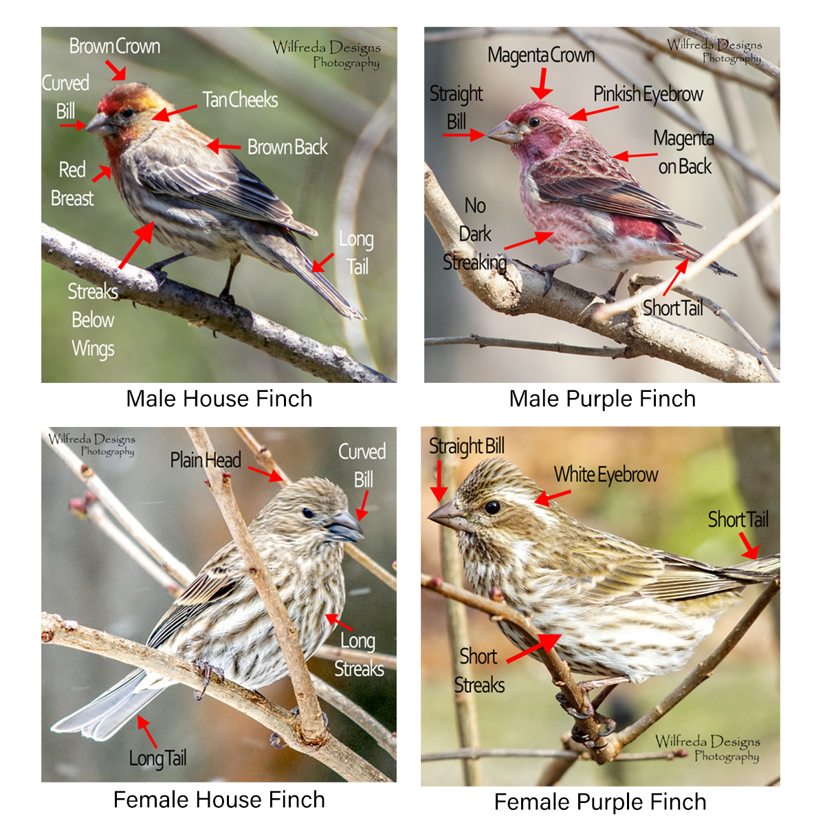 How to Tell a Purple Finch and House Finch Apart