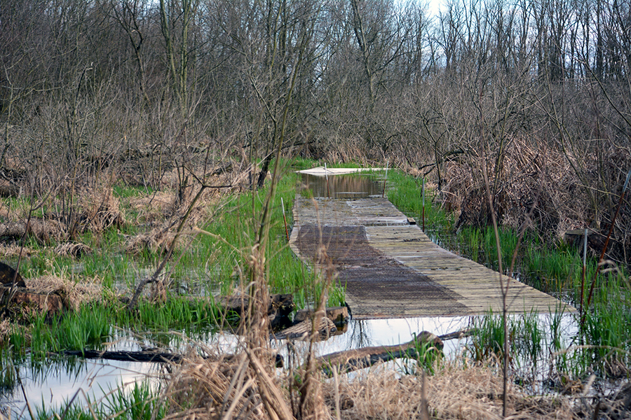 Calamus Swamp Preserve