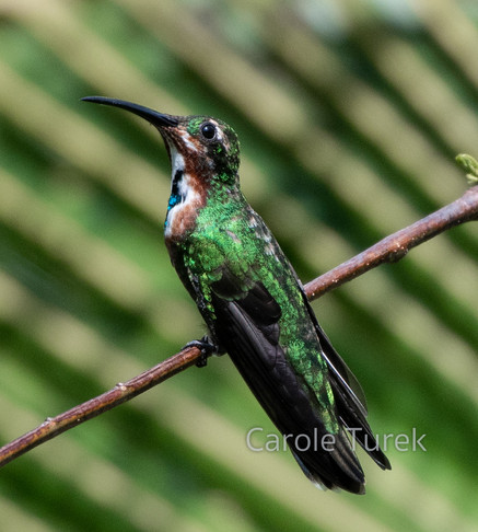 Green-breasted Mango | Hummingbirdspot | Hummingbird Photography