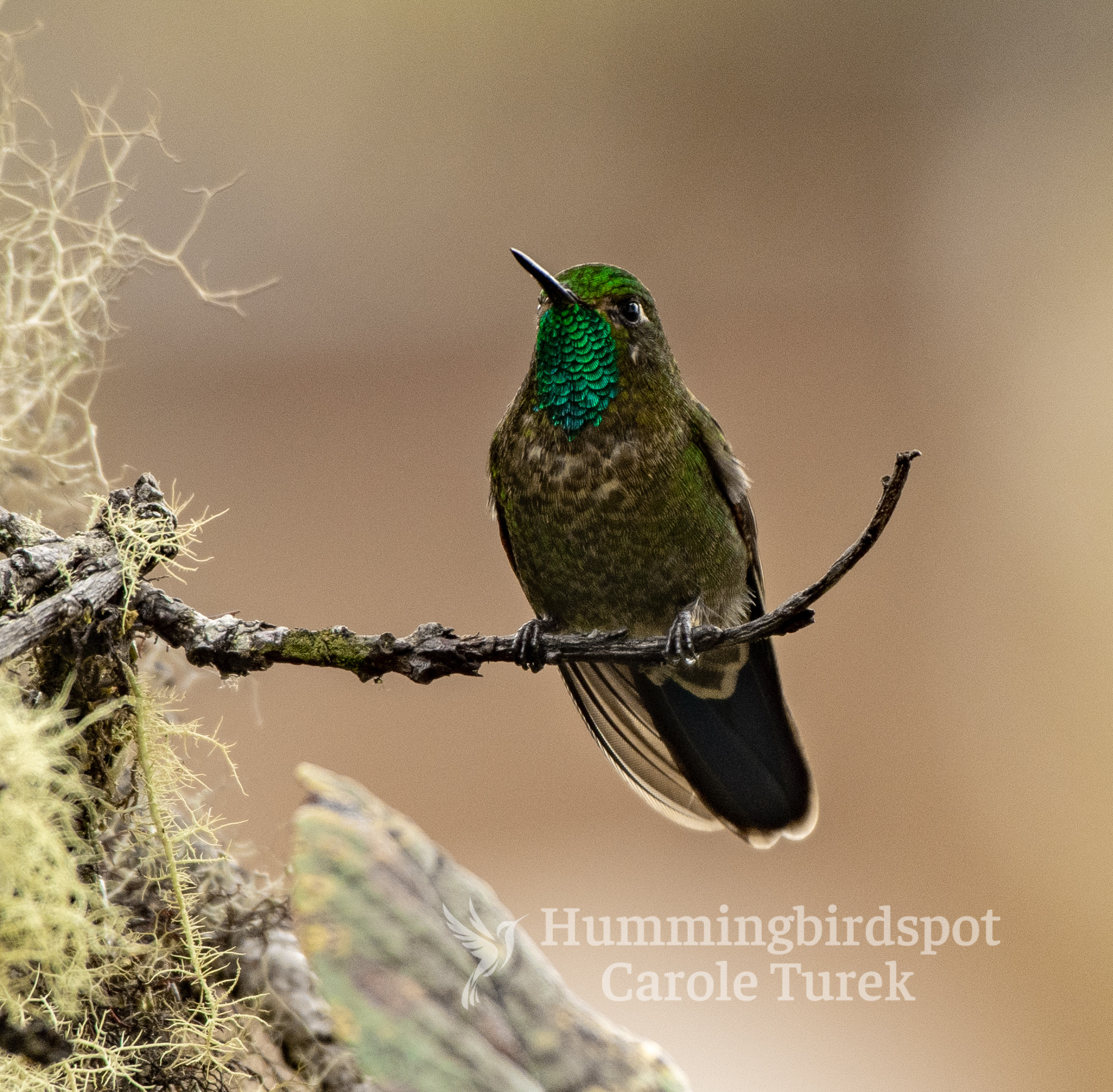 Peru Hummingbird 2019 – Day 8 – Wayqecha Biological Station