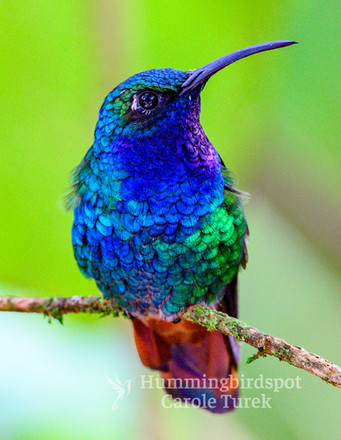 Lazuline Sabrewing | hummingbirdspot | hummingbird photography
