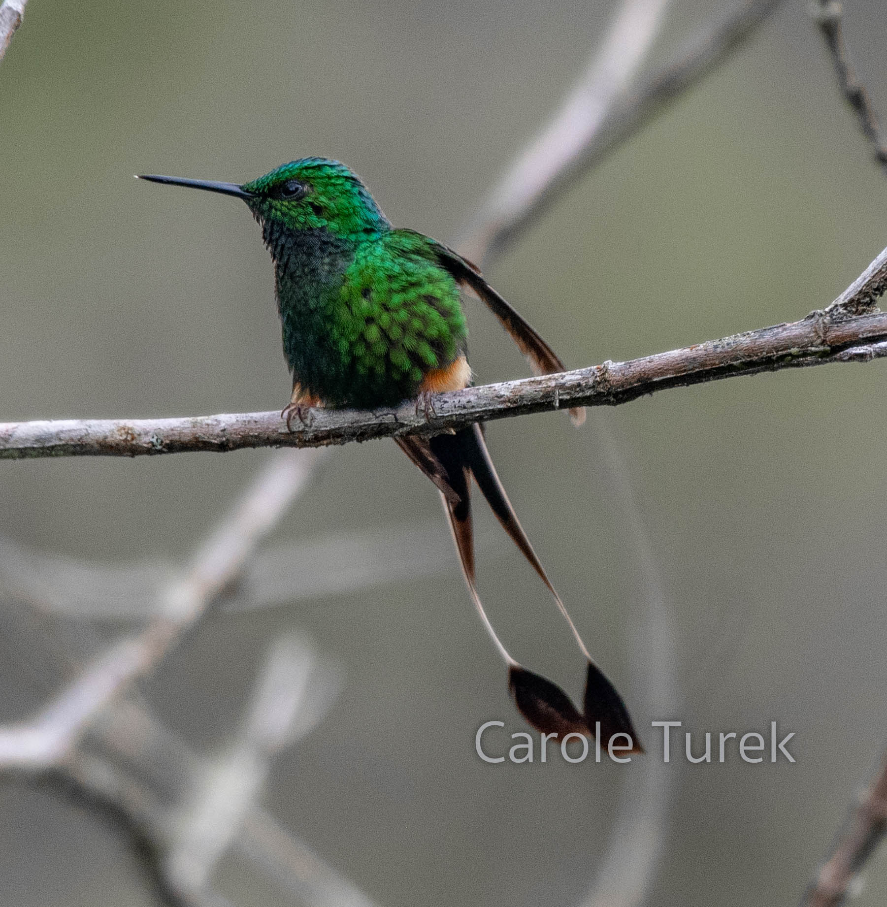 Booted Racket-tail | hummingbirdspot
