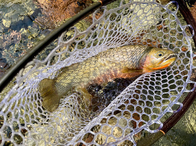 Fish | DiamondRRanch