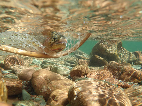 Fish | DiamondRRanch