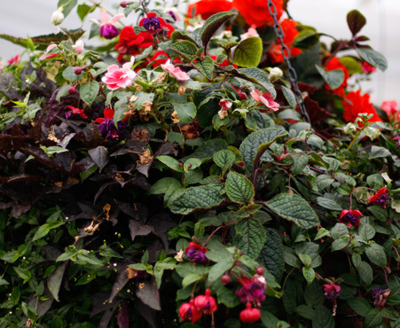 GALLERY | Plant Land Garden Center | Kalispell, Montana