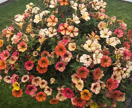 GALLERY | Plant Land Garden Center | Kalispell, Montana