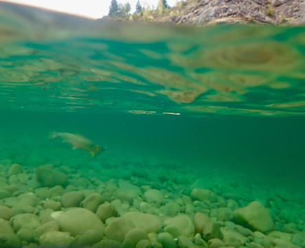 Fish | DiamondRRanch