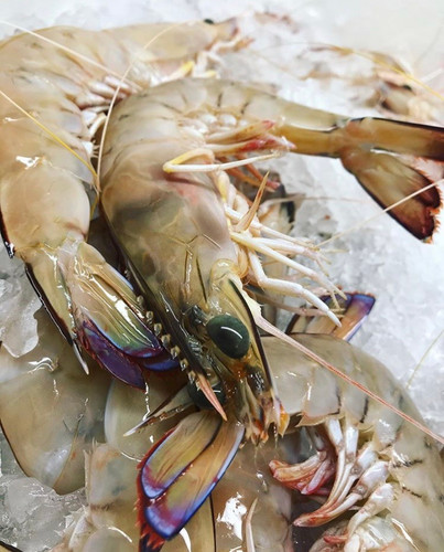 SA King Prawns Whole Raw FROZEN | Ash Bros FS