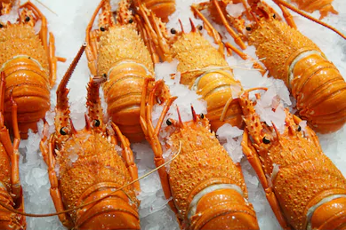 Brazilian Lobster Whole Cooked FROZEN | Ash Bros FS