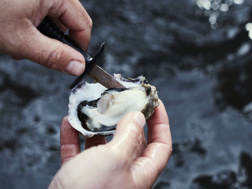 Pacific Oysters Shucked FRESH | Ash Bros FS