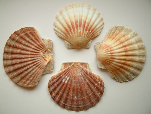 Scallop Shells Empty | Ash Bros FS
