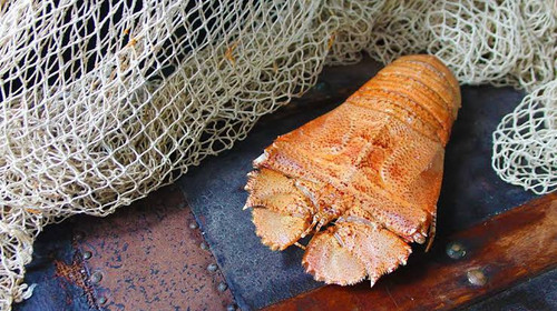 Moreton Bay Bugs Cooked FROZEN | Ash Bros FS