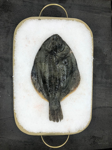 New Zealand Bluff Flounder FRESH | Ash Bros FS