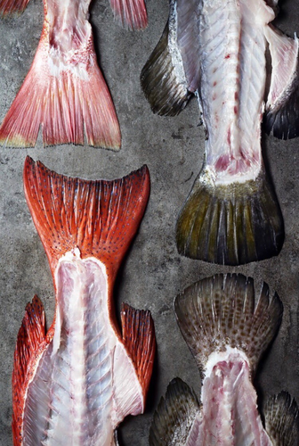 Fish Bones FRESH | Ash Bros FS