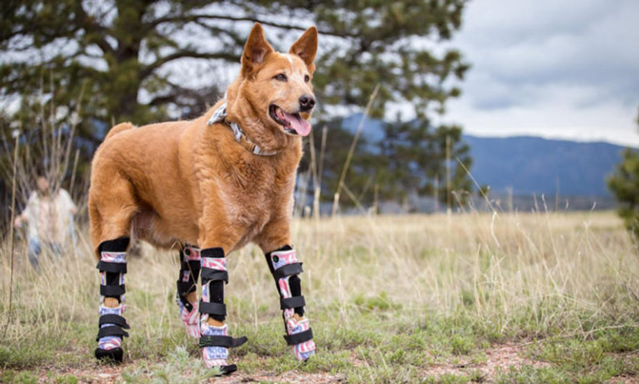 Prosthetics for the Animals