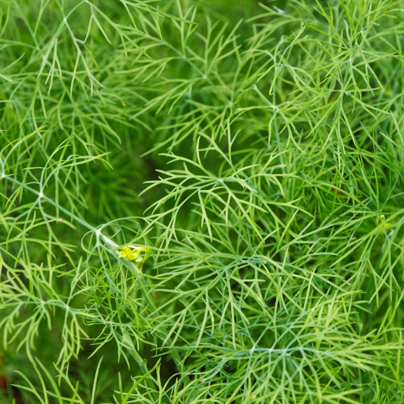 Dill | Herbs | Spices for Africa | North West