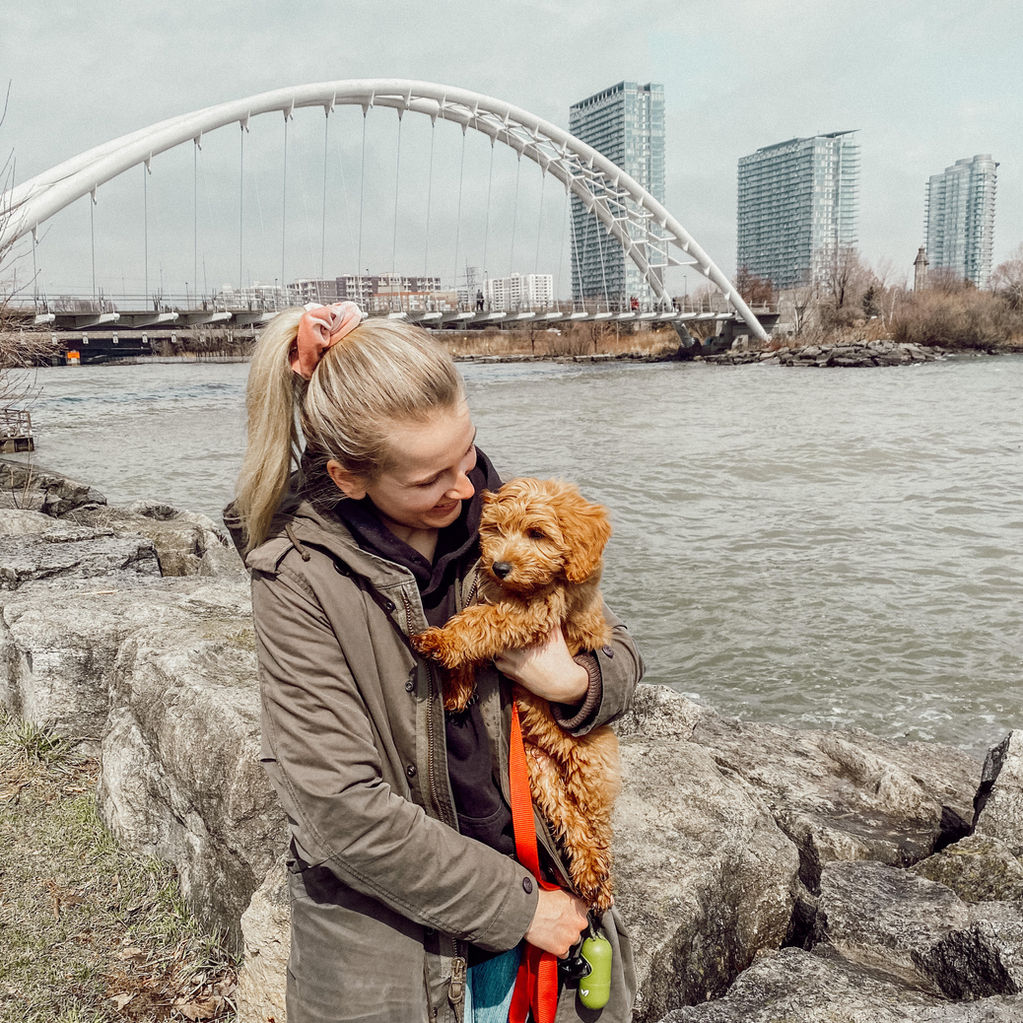 We Wag Toronto | Expert Dog Walkers and Dog Walking Services