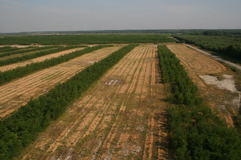 Alley cropping: overview and design (Agroforestry)
