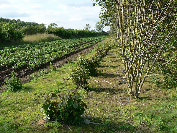 Establish & Manage | Agroforestry Farming