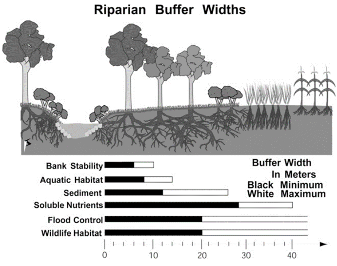 Riparian buffers - How to design them? (Agroforestry)