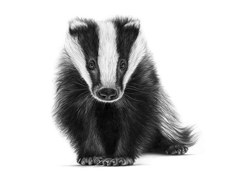Billie badger sitting | richard-symonds