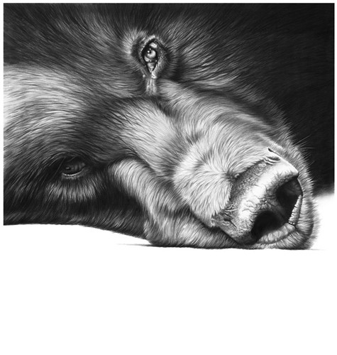 Oliver Bear | richard-symonds