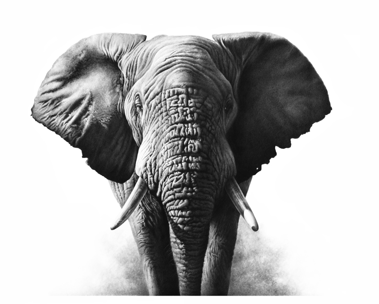 Richard Symonds, wildlife art online shop