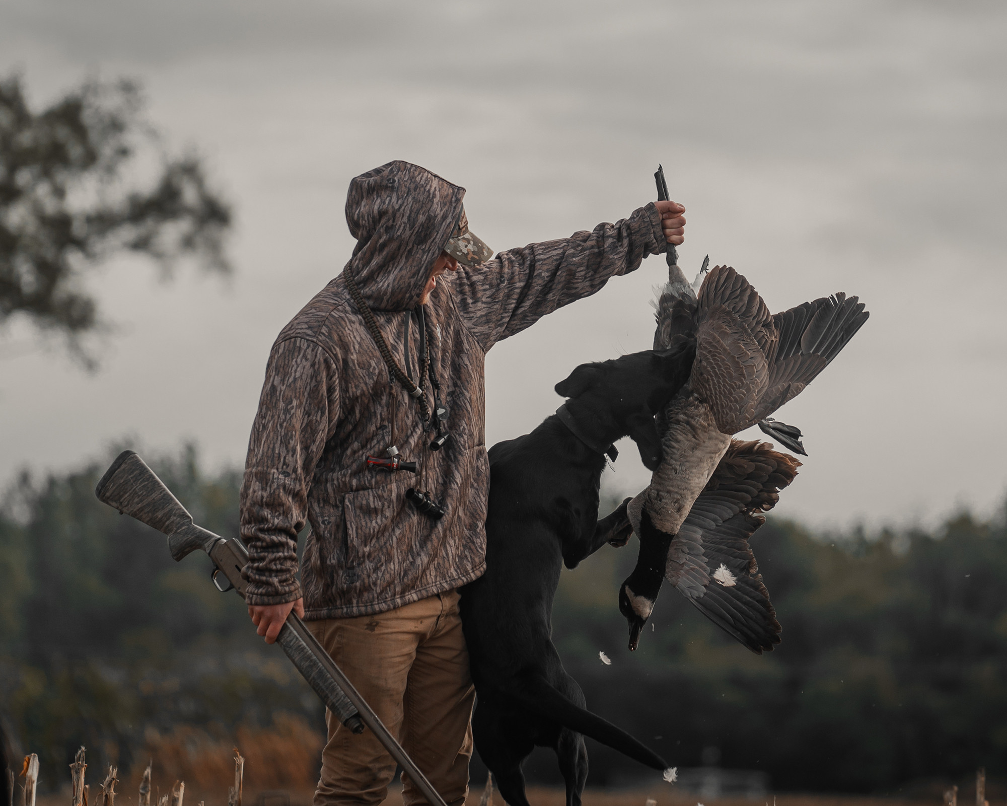 basic tips to early season goose hunting success