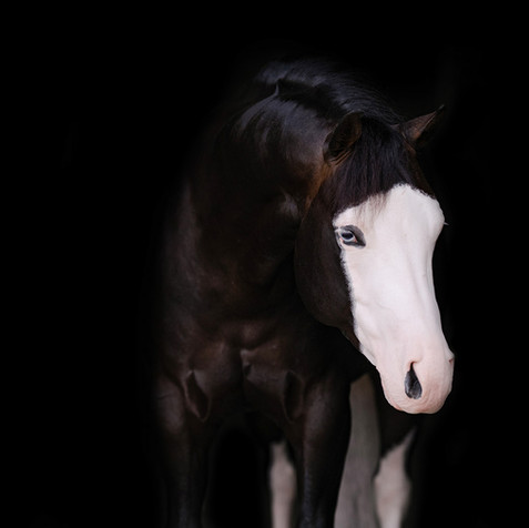 007 Bond - 2019 Bay AQHA/APHA Stallion | Reining Stallion