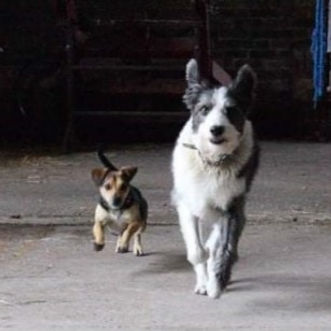 OUR OTHER ANIMALS | Broadgate Farm