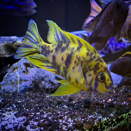 Lwanda OB Peacock | Mysite