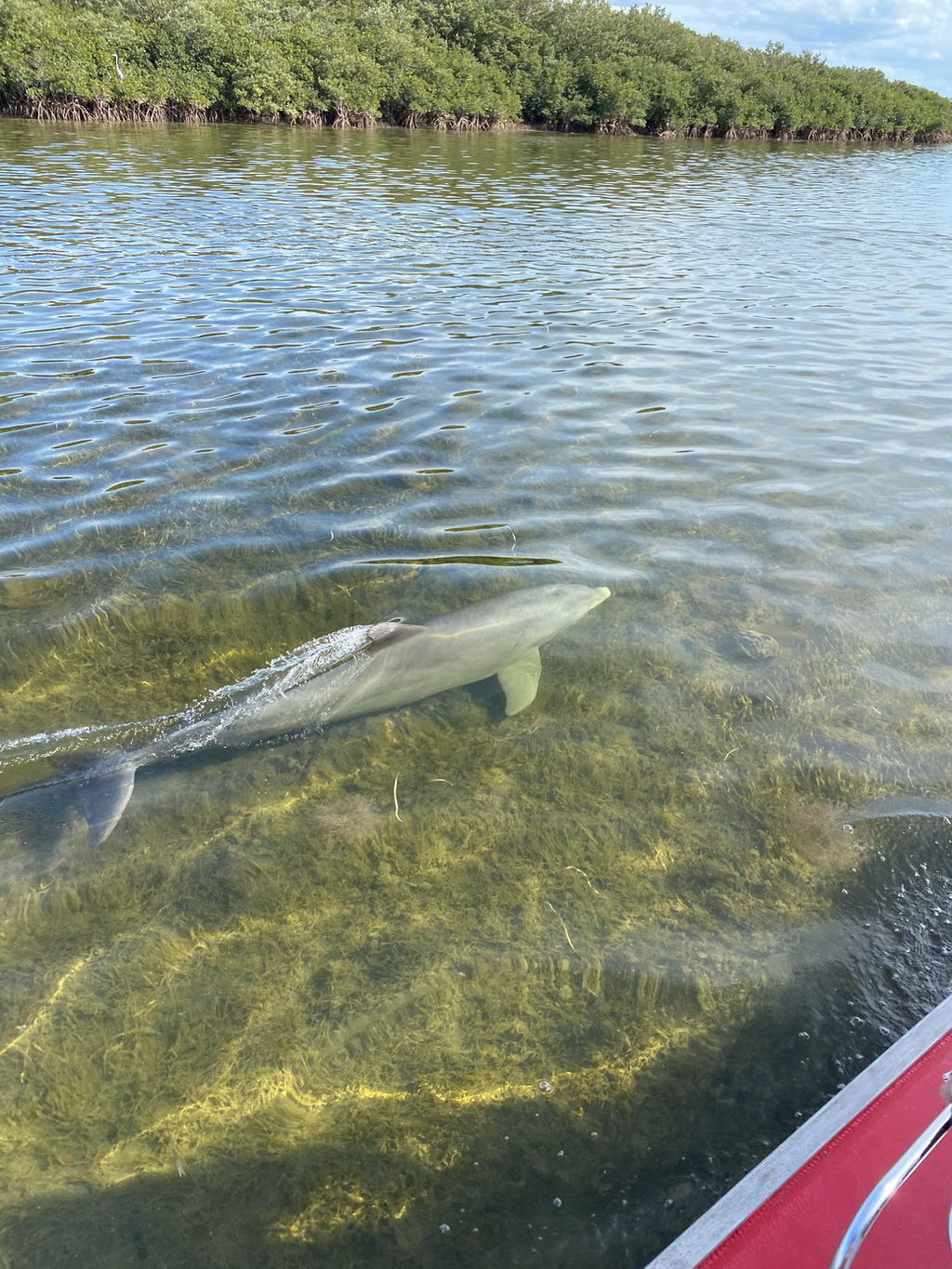 Video: Spotted Pinky the Dolphin With Her Pink Calf