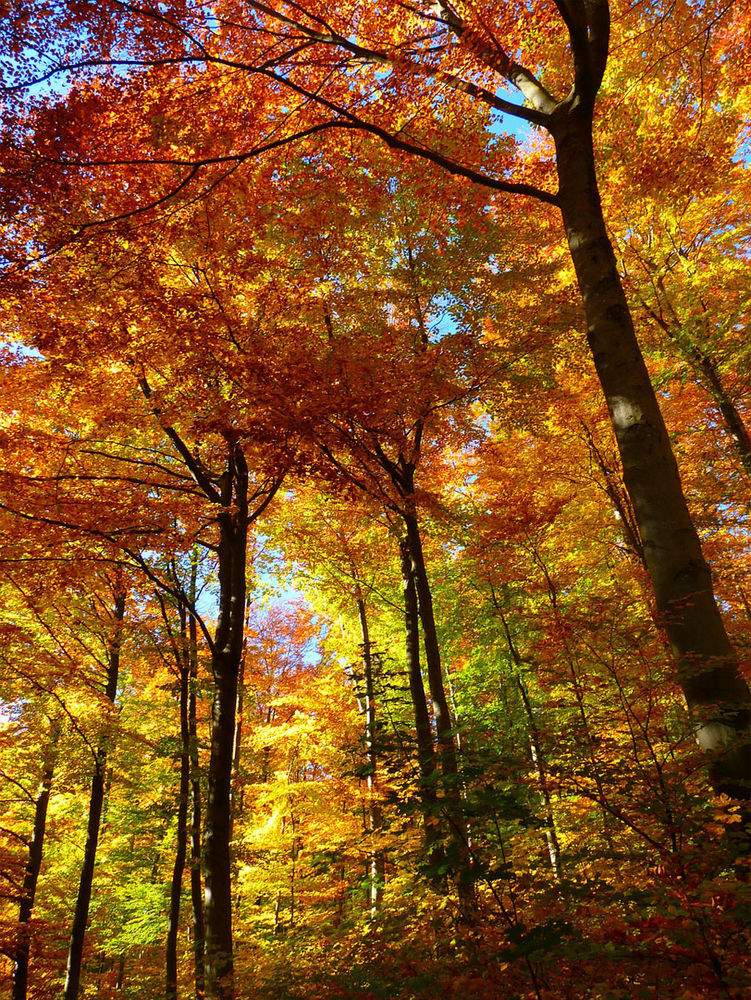 What is the Autumnal Equinox and Why Is It So Important?