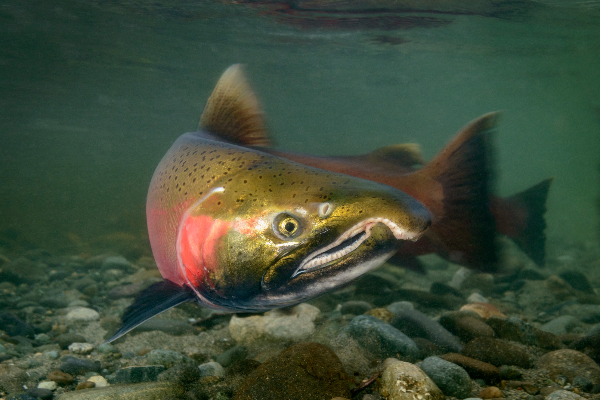 Our COHO Matter to All of Us - Coos Basin Coho Partnership