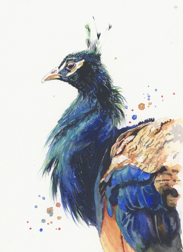 Peacock | Sarah Stokes Artist