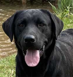 Poole Hall Labradors | labrador breeder shropshire