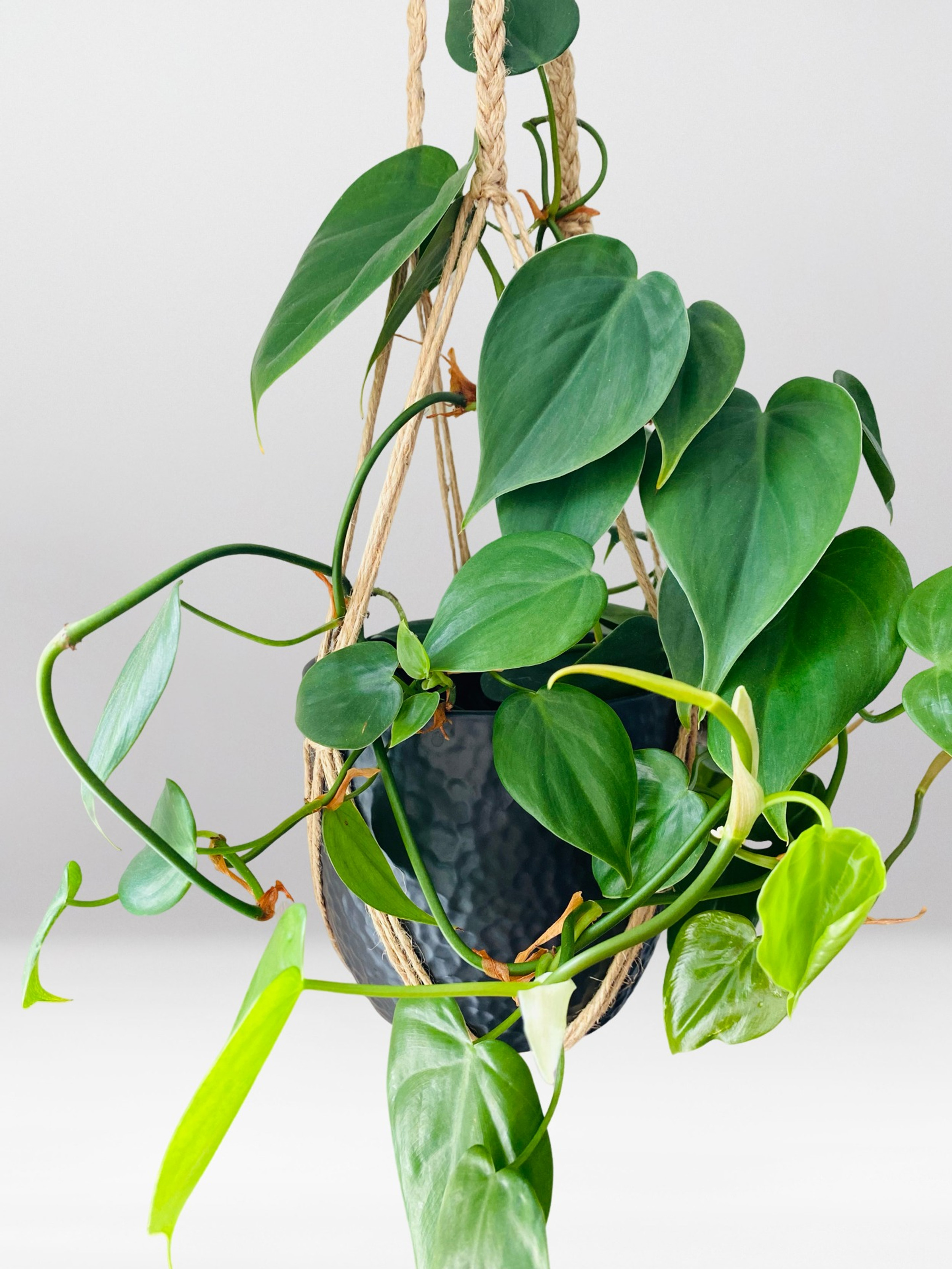 Shop indoor plants | The Foliage Studio | Wellington Houseplant Store