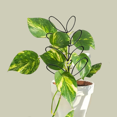 Plant Support Leaf-shaped Metal Trellis | The Foliage Studio