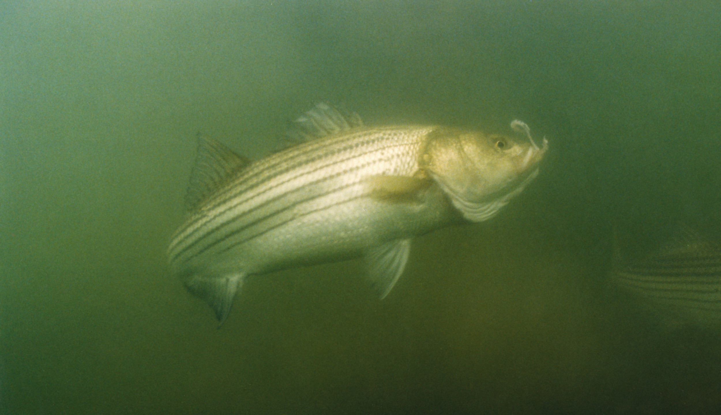 Mission | Focus on Fish