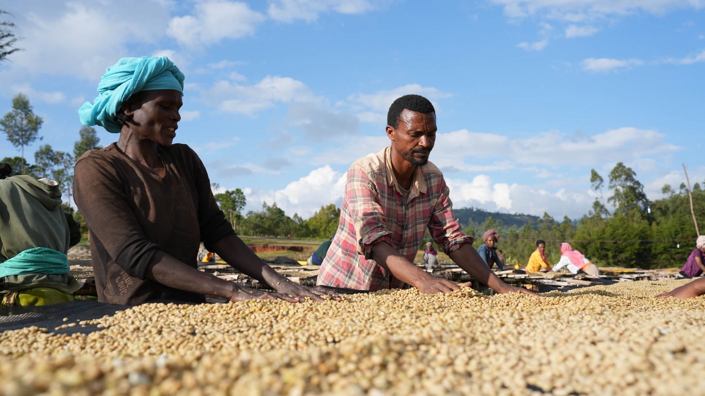 Arbegona | Daye Bensa Coffee