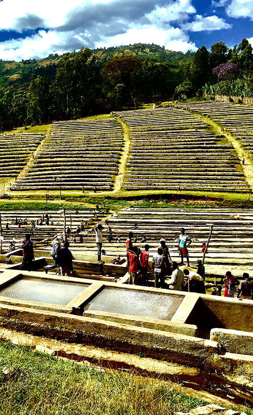 Our Coffee | Daye Bensa Coffee Export Plc